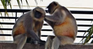 5 Tips to Enforce Your Co-Parenting Style | Child Safe